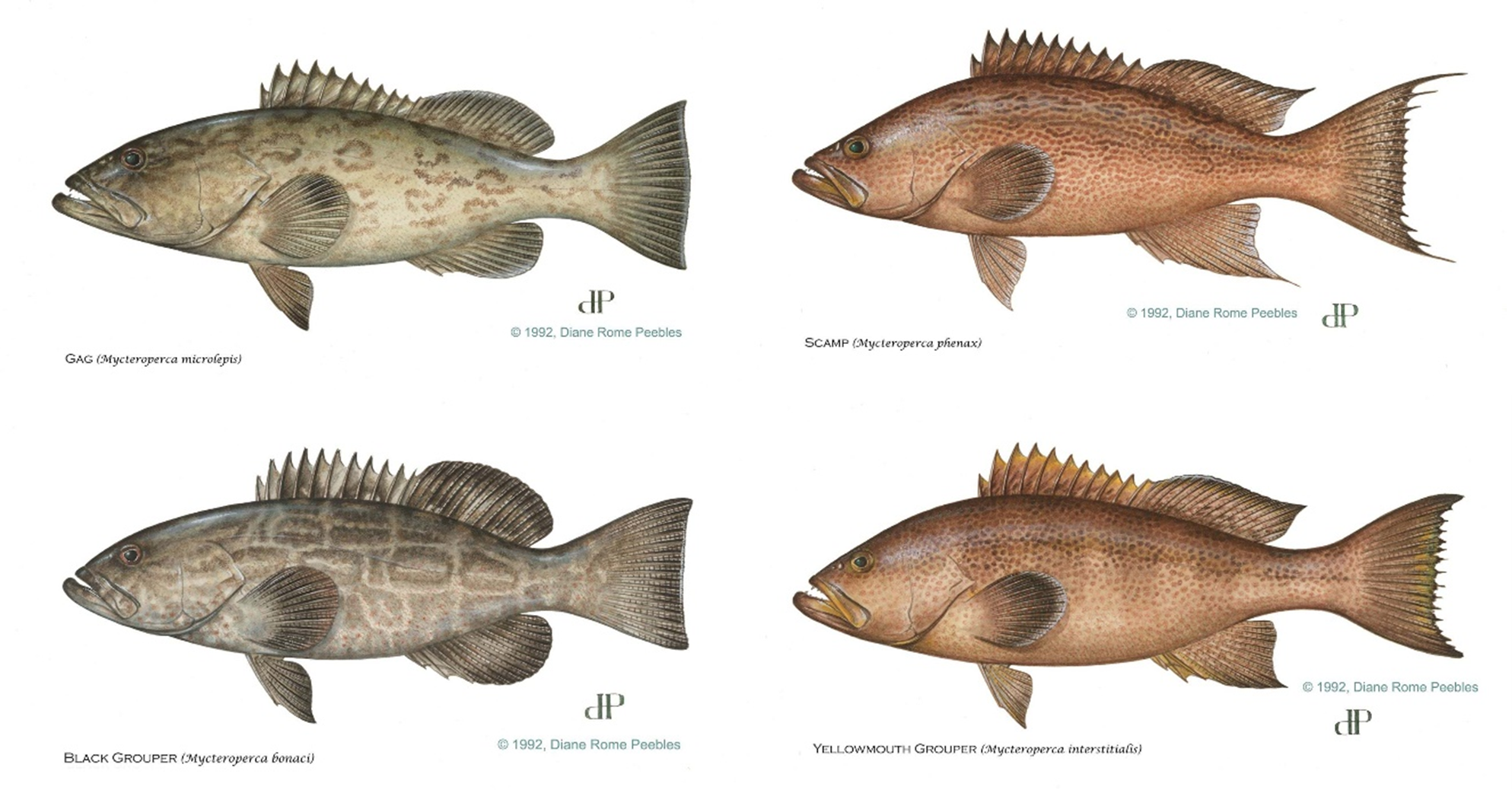 February Fish of the Month: Groupers of the Genus Mycteroperca ...