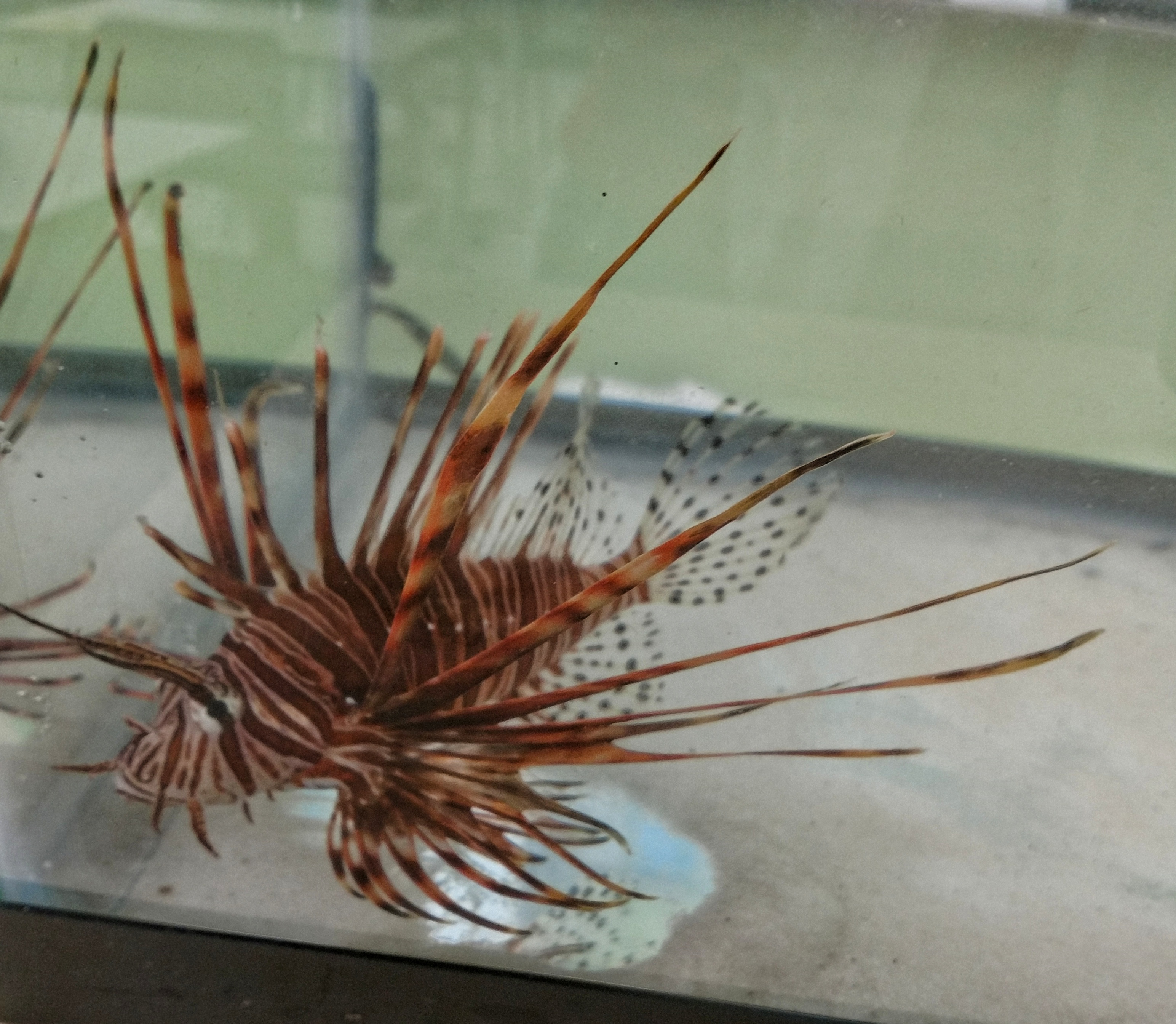 Okaloosa County, Dewey Destin's, and CBA Bring Interactive Lionfish Lesson to Fort Walton Beach ...
