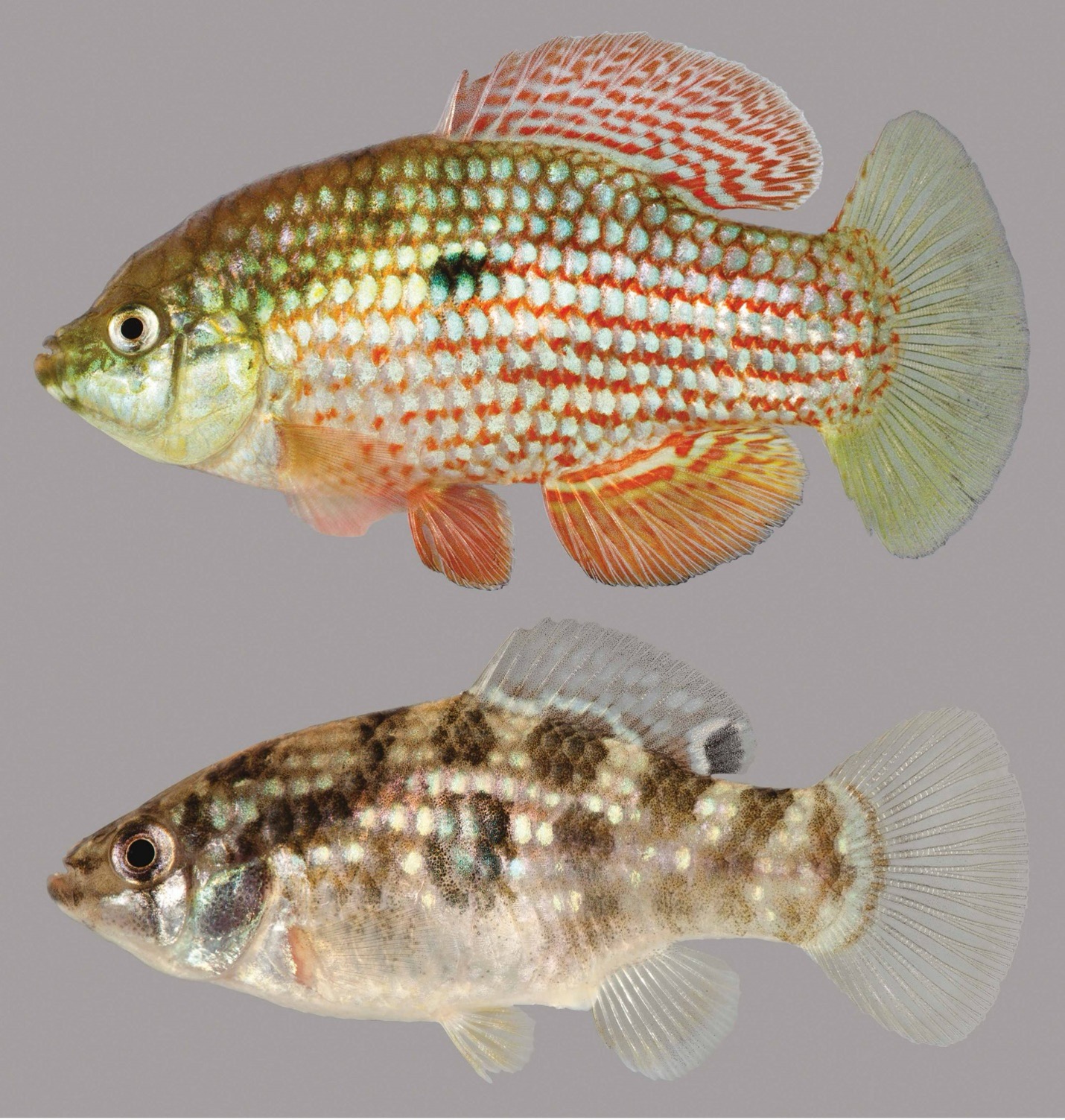 July Fish of The Month - Flagfish Jordanella floridae - Choctawhatchee ...