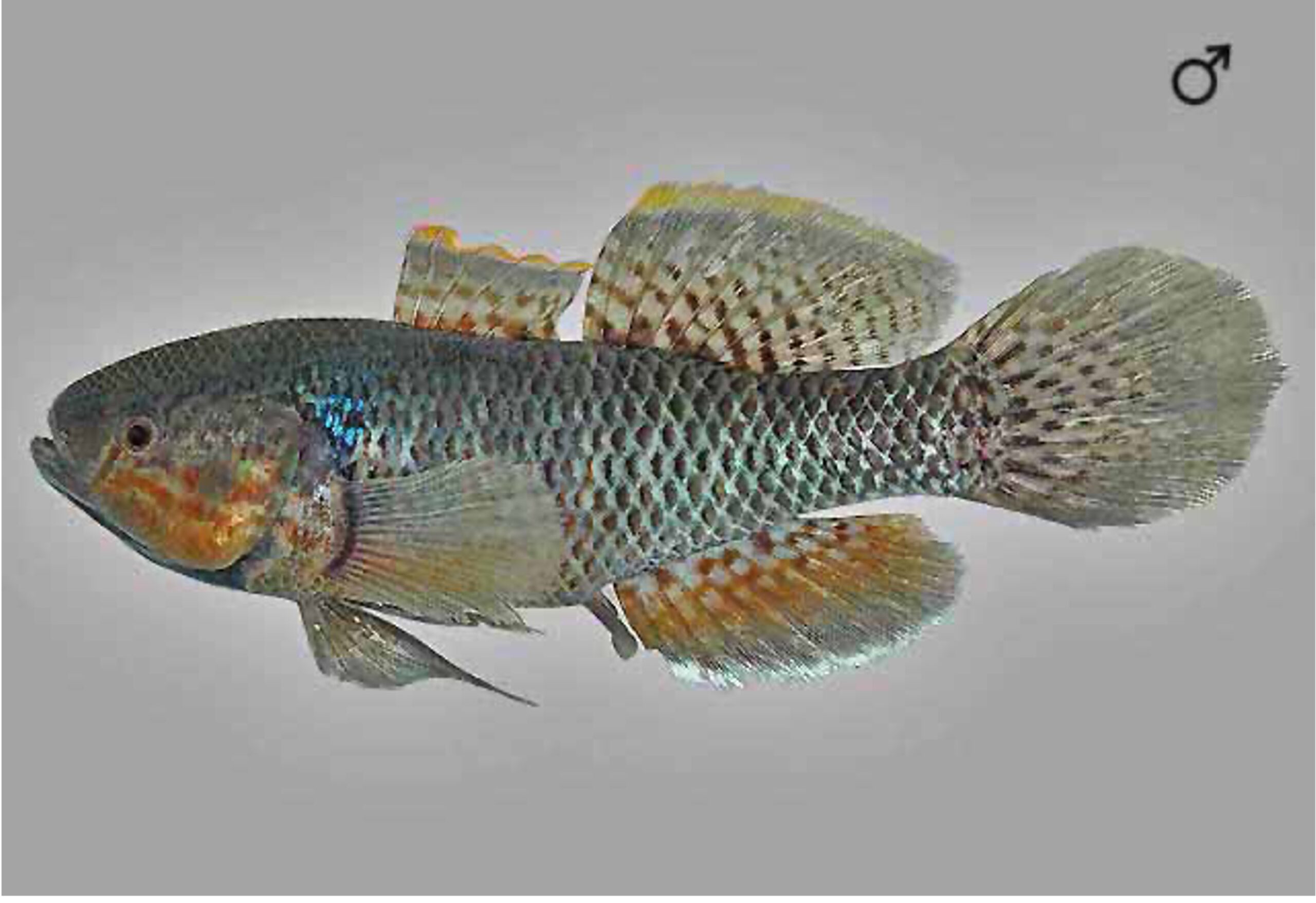 June Fish of the Month: Fat Sleeper Dormitator maculatus ...